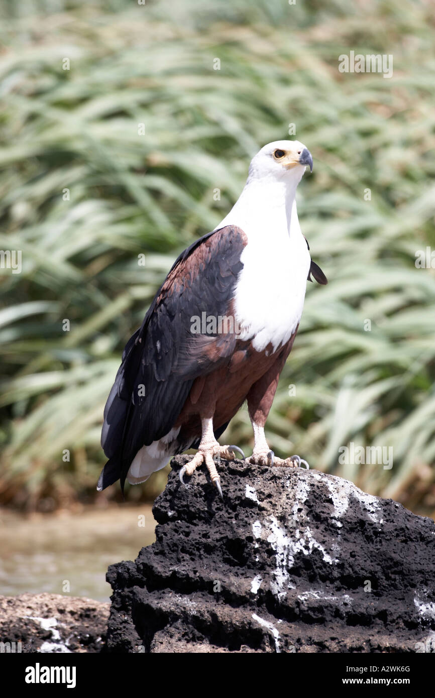 Fish Eagle bird on a rock on Lake Tana near Bahir Dar or Bahar Dar ...