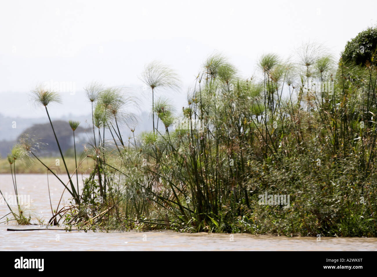 Papyrus reed plants on Island in source of Blue Nile river on Lake Tana ...
