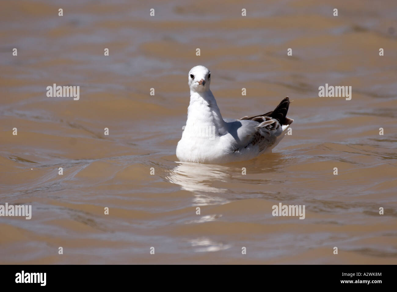 Gull bird sitting on Lake Tana near Bahir Dar or Bahar Dar Ethiopia ...