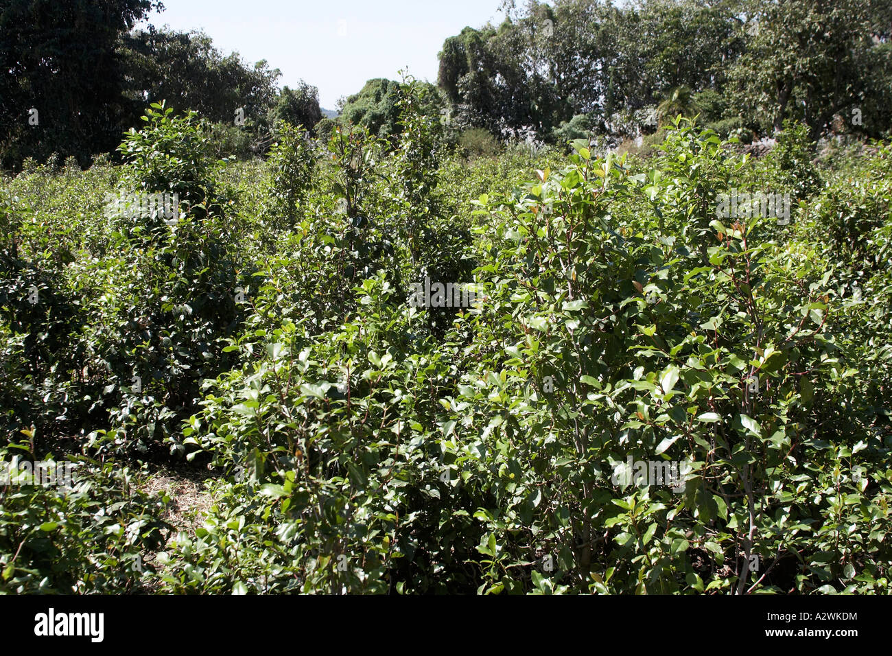 Chat or Ghat narcotic plants growing on Debre Maryam or Mariam church ...