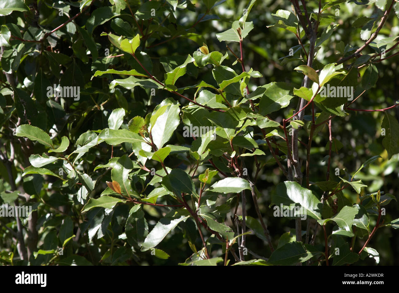 Chat ghat hi-res stock photography and images - Alamy