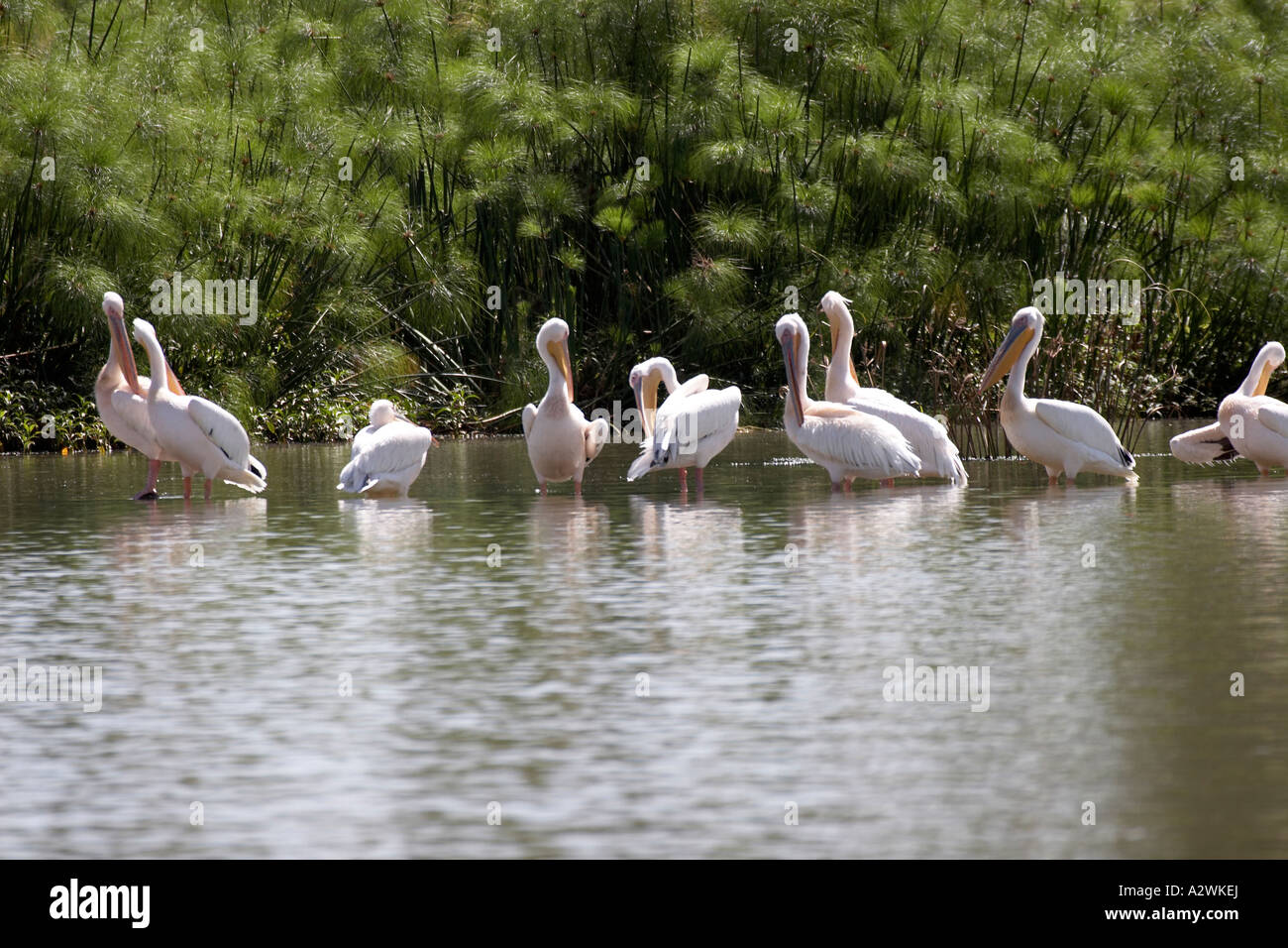 Pelican birds on lake Tana near Bahir Dar or Bahar Dar Ethiopia Africa ...