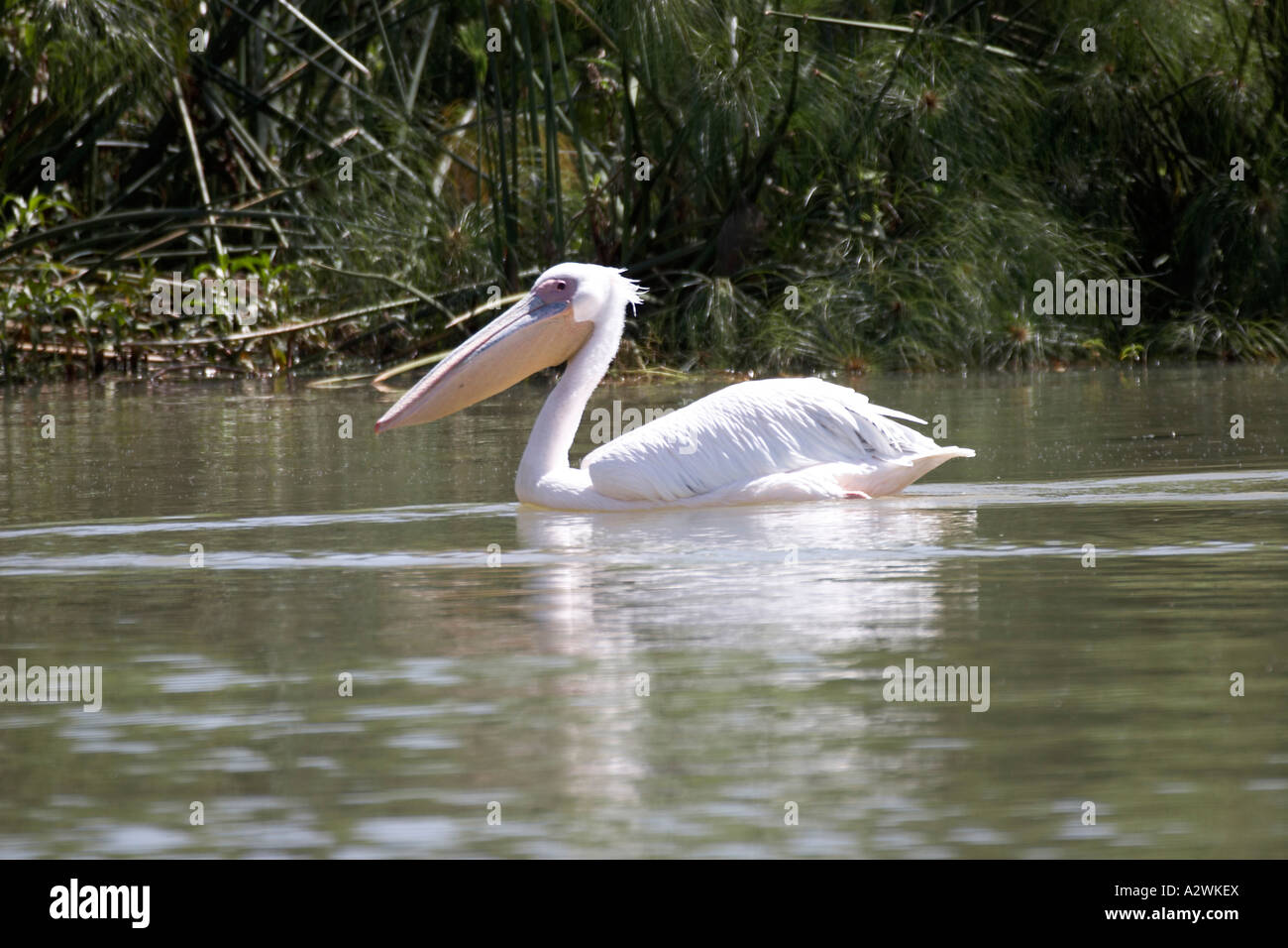 Pelican bird swimming on lake Tana near Bahir Dar or Bahar Dar Ethiopia ...