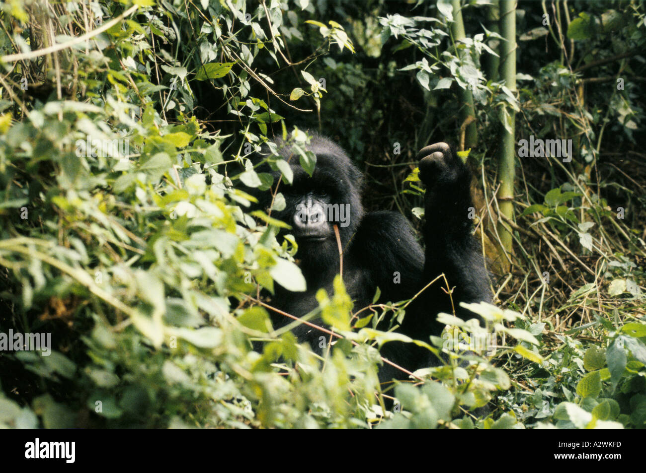 Virunga mountains rwanda gorilla hi-res stock photography and images ...