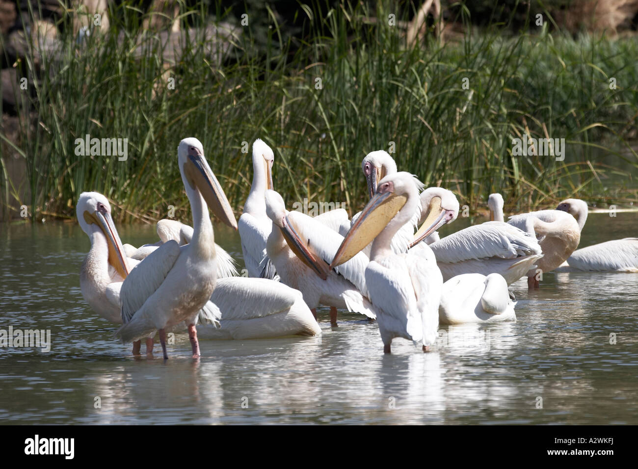 Pelican birds on lake Tana near Bahir Dar or Bahar Dar Ethiopia Africa ...