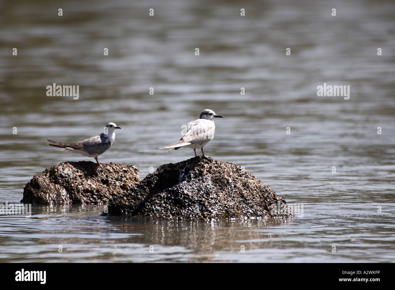 Birds standing on a rock in Lake Tana near Bahir Dar or Bahar Dar ...