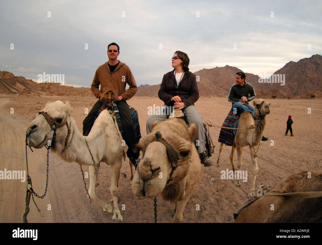 Egyptian camel camels train hi-res stock photography and images - Alamy