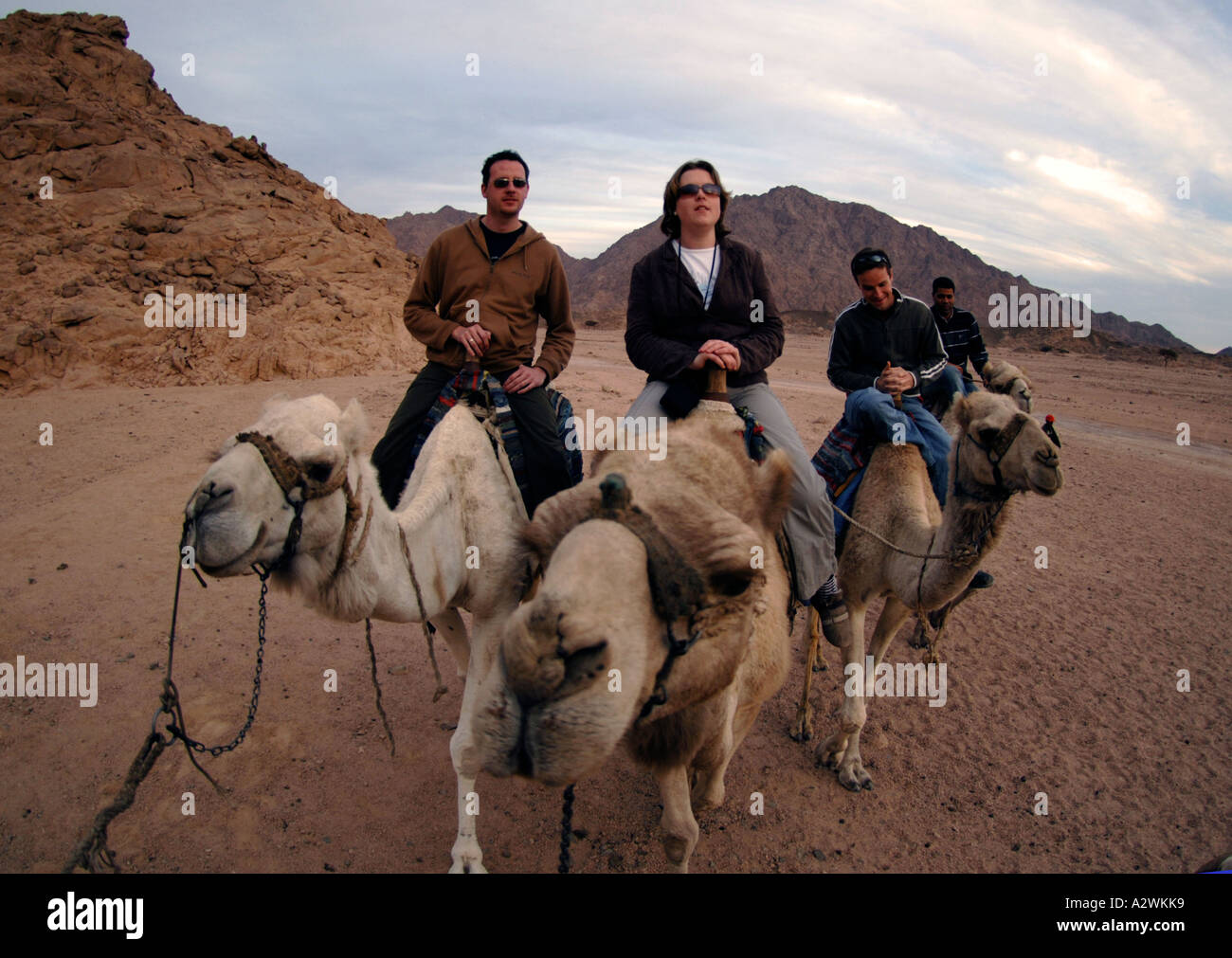 Camel camels trek trekking train hi-res stock photography and images ...