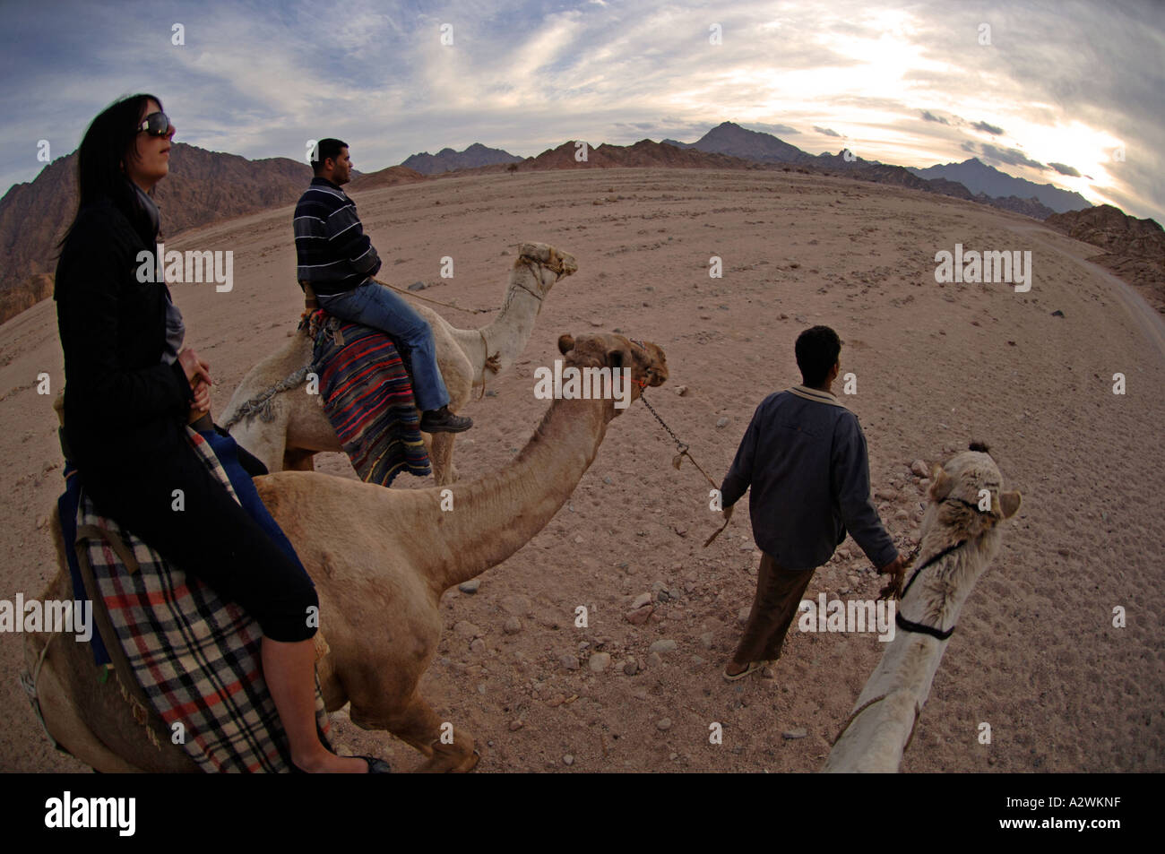 Tourists on a Bedouin camel ride near Sharm El Sheikh Egypt Stock Photo ...