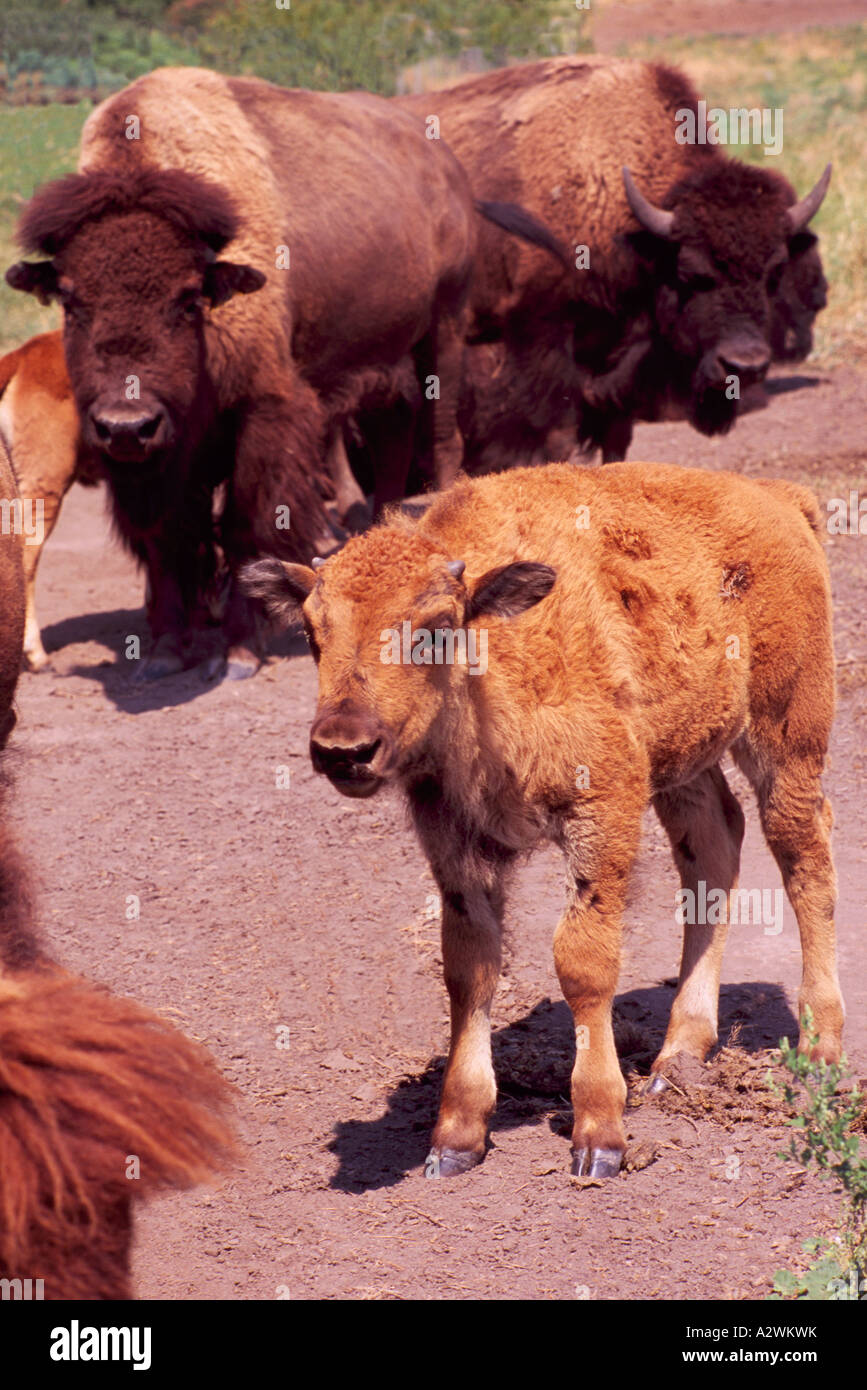 Bison (Bison bison) on a Bison Farm in the South Okanagan Valley of ...