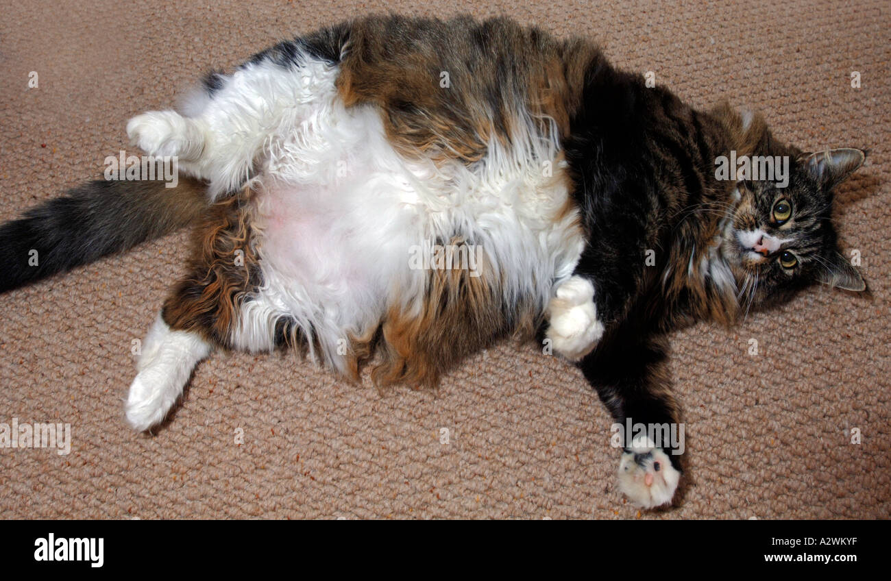 A fat Tabby cat Stock Photo - Alamy