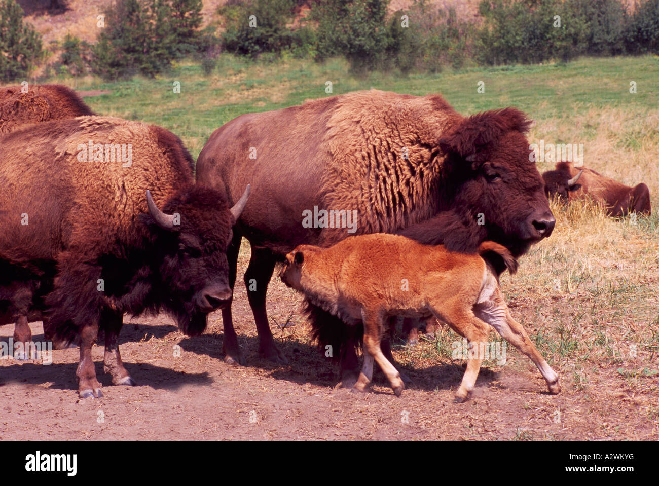 Bison ranching hi-res stock photography and images - Alamy
