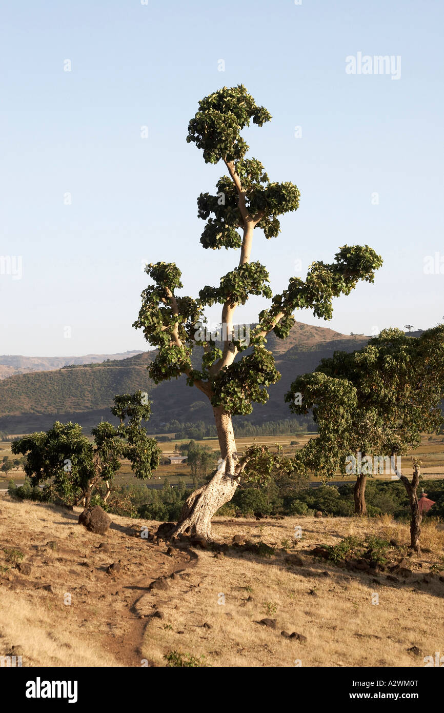 Trees and hills near Tis Isat smoking water Blue Nile waterfalls near ...