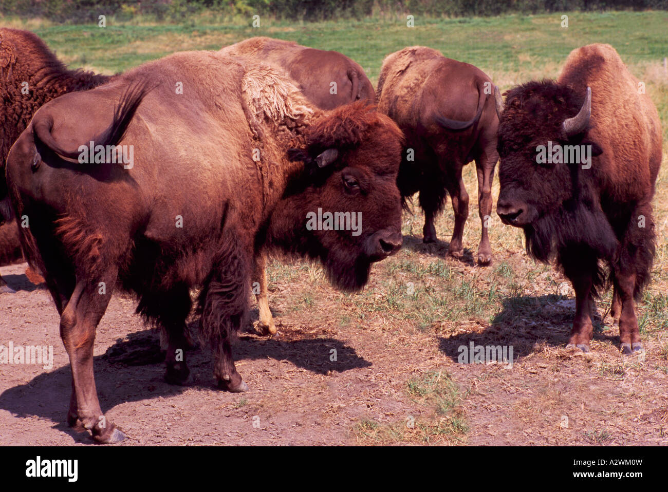 Bison (Bison bison) on a Bison Farm in the South Okanagan Valley of ...