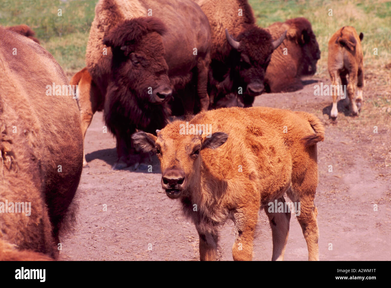 Bison ranching hi-res stock photography and images - Alamy