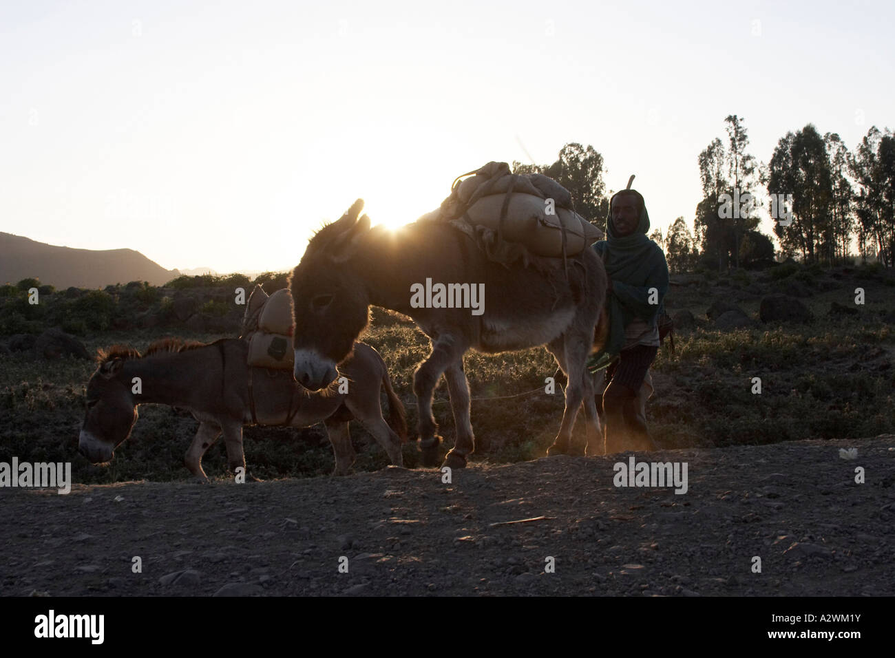 Man walking with donkeys in silhouette near Bahir Dar or Bahar Dar ...