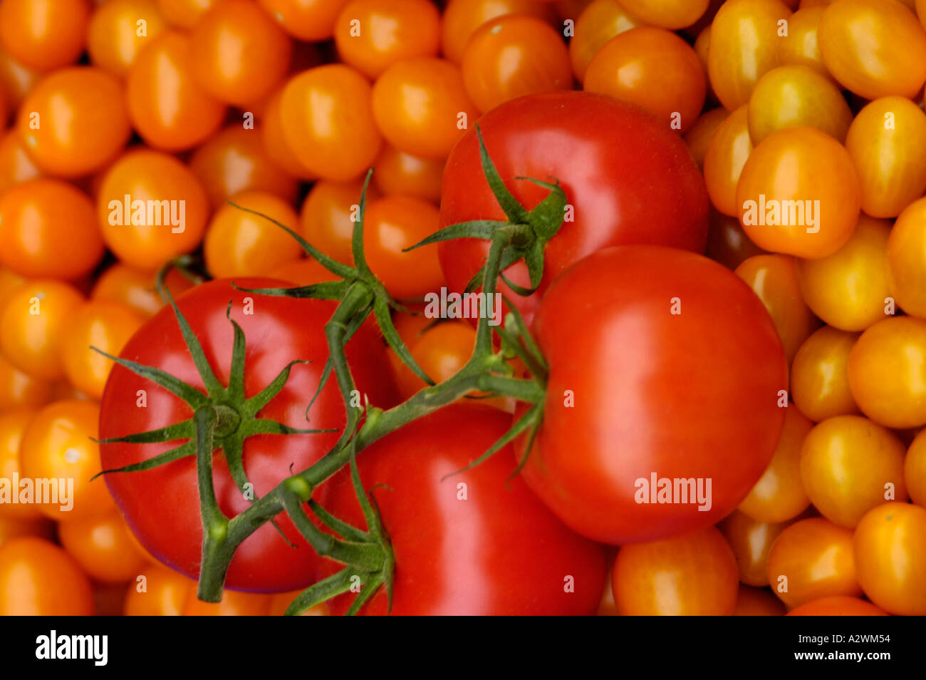 Tomatoes on display Stock Photo - Alamy