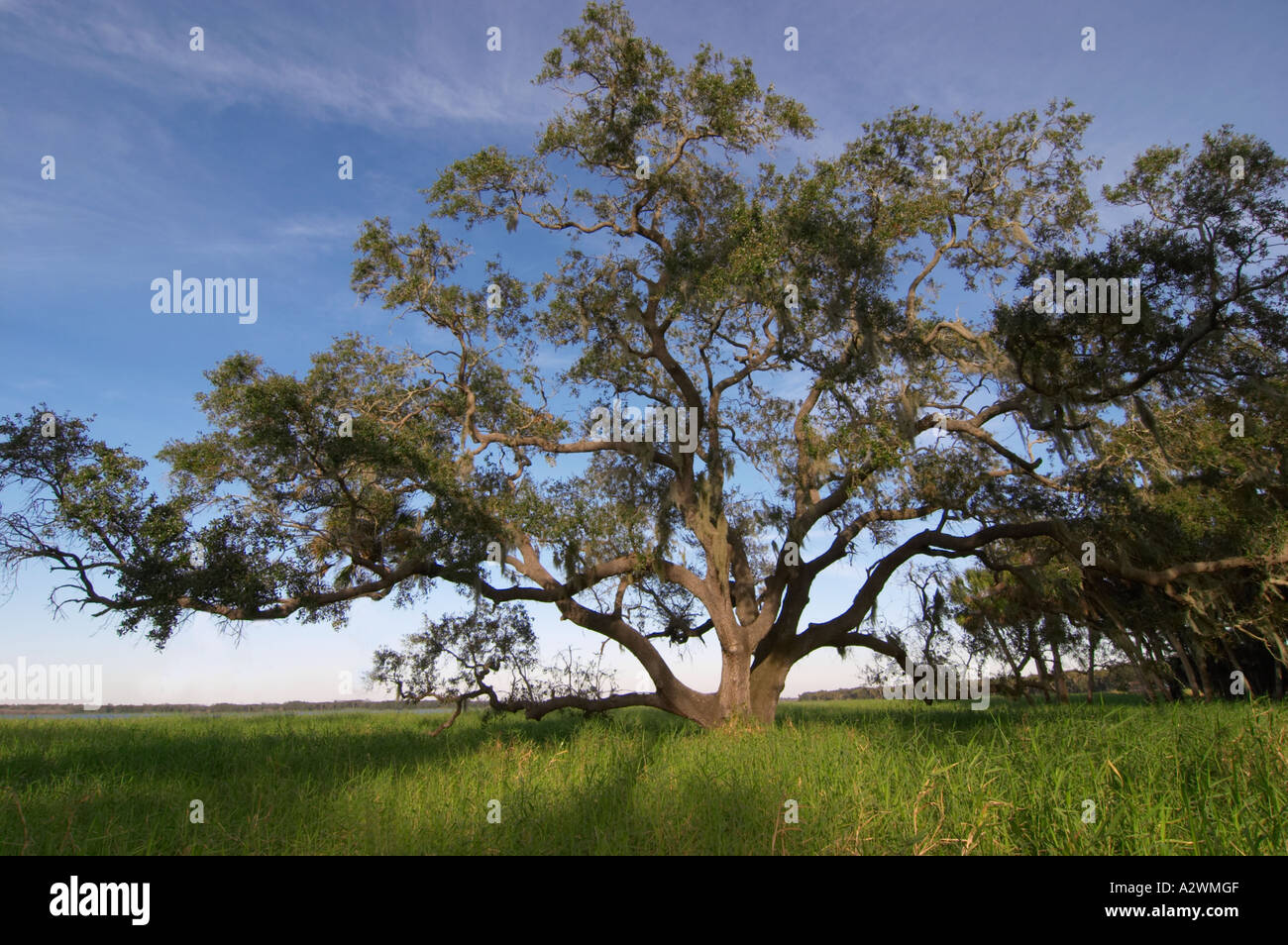 Southeastern us oak tree hi-res stock photography and images - Alamy