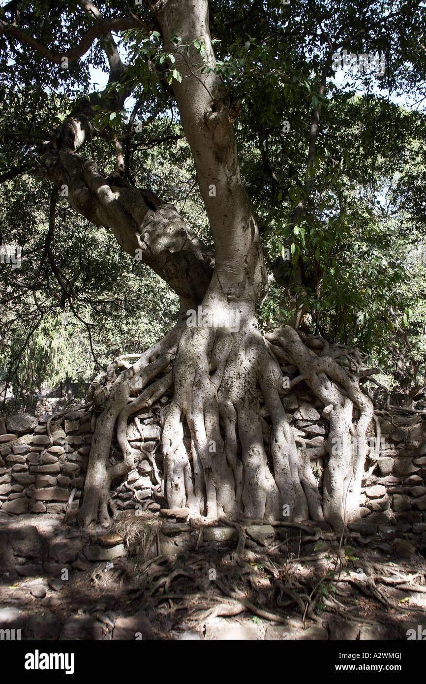 Tree roots in ethiopia hi-res stock photography and images - Alamy
