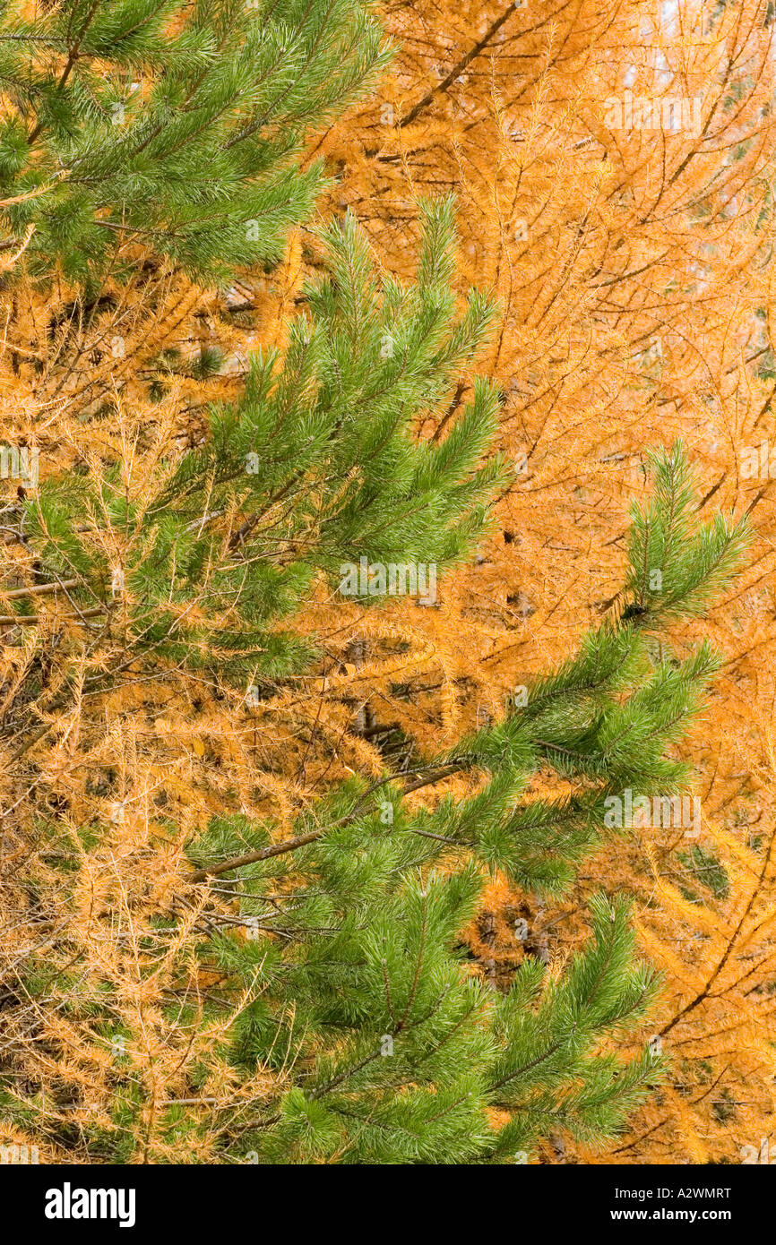 alpine larch and spruce trees Stock Photo - Alamy