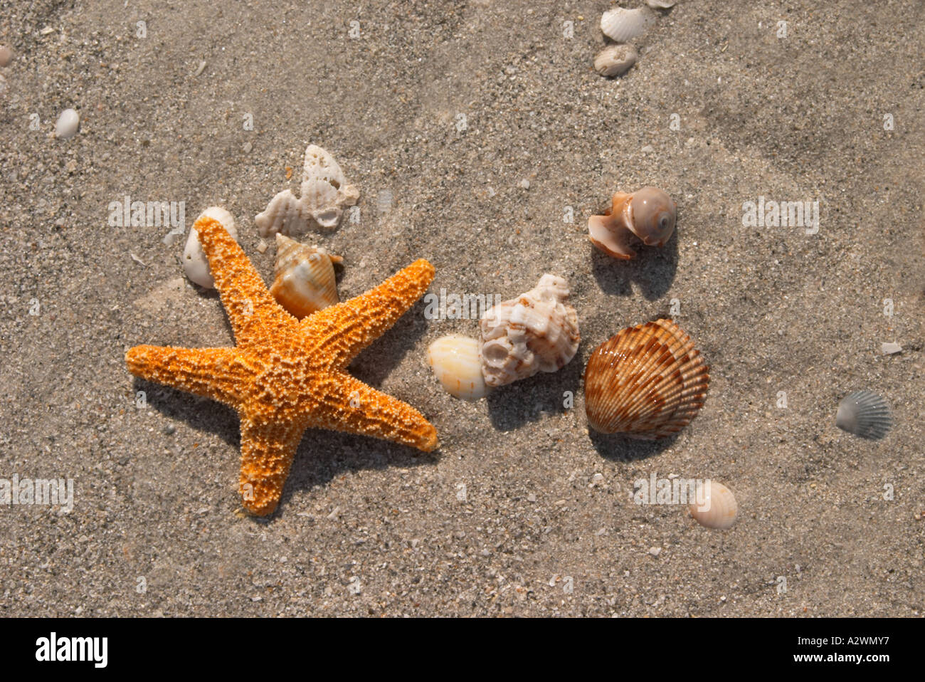 Starfish and shells on beach at waters edge on Sanibel Island Florida ...
