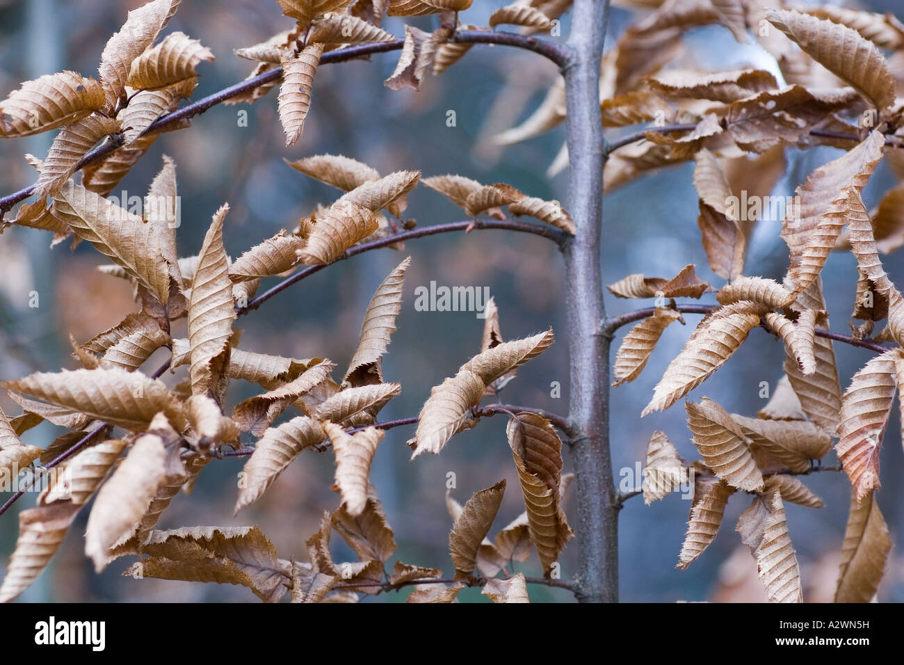 Hornbeam autumn leaves Stock Photo - Alamy