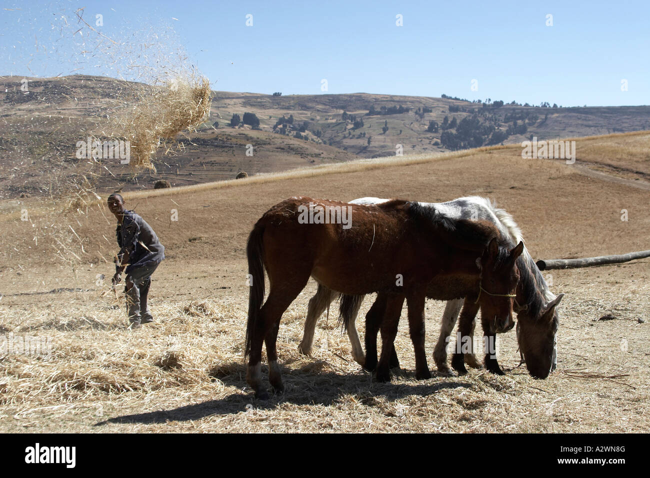 Man winnowing straw chaff from hi-res stock photography and images - Alamy