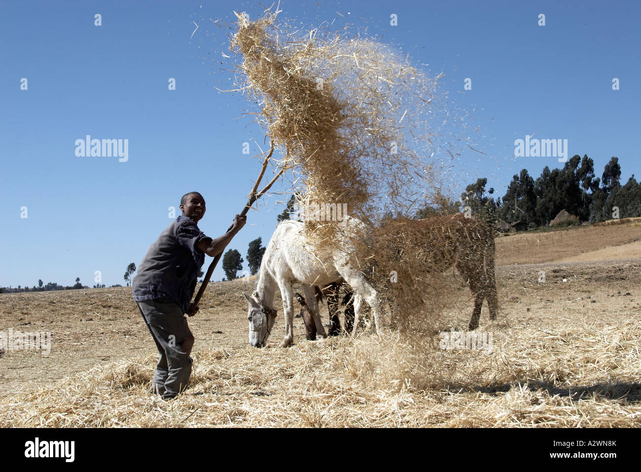 Barley farming africa hi-res stock photography and images - Alamy