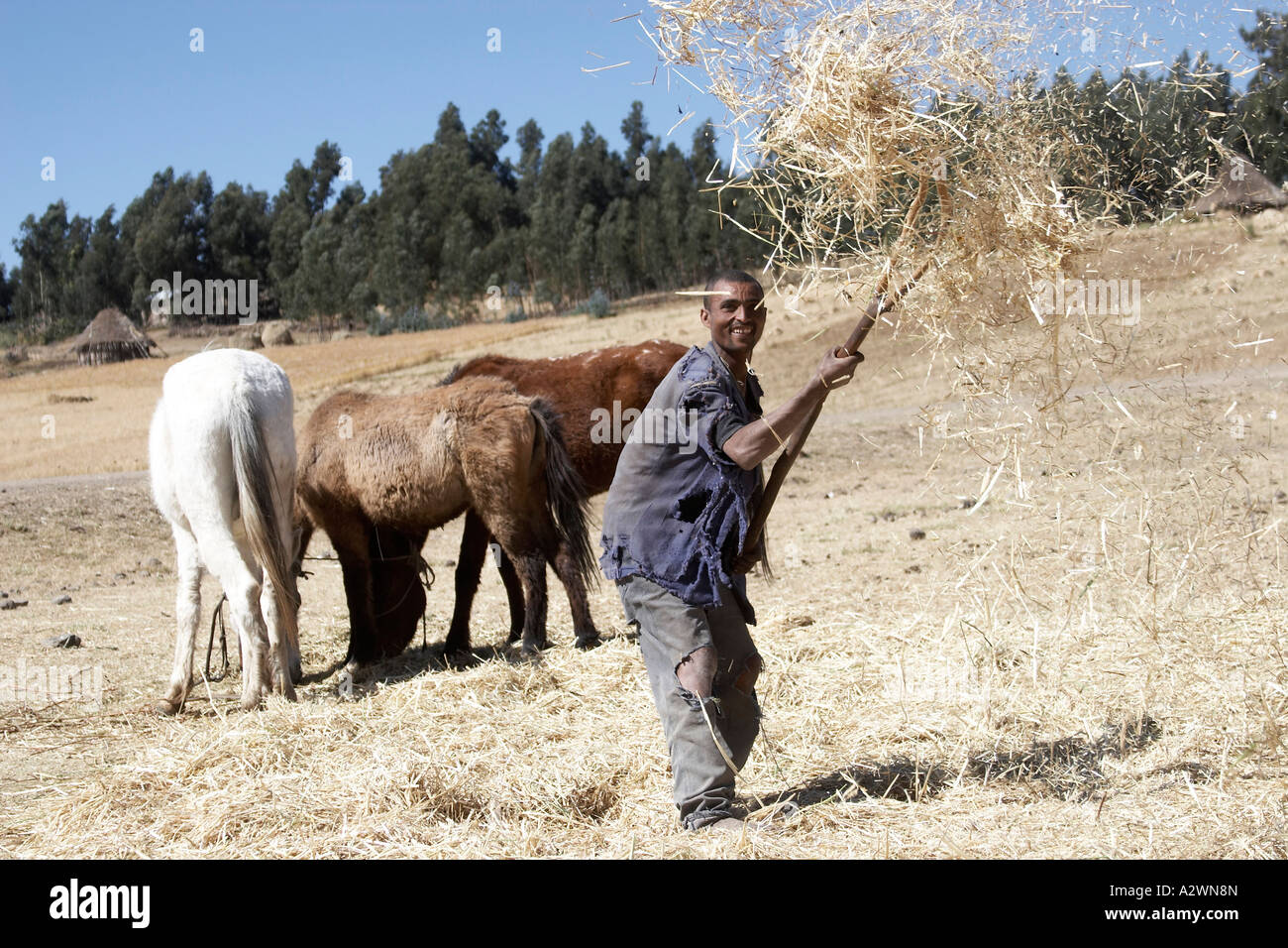 Man winnowing straw chaff from barley in Simien Mountains National Park ...