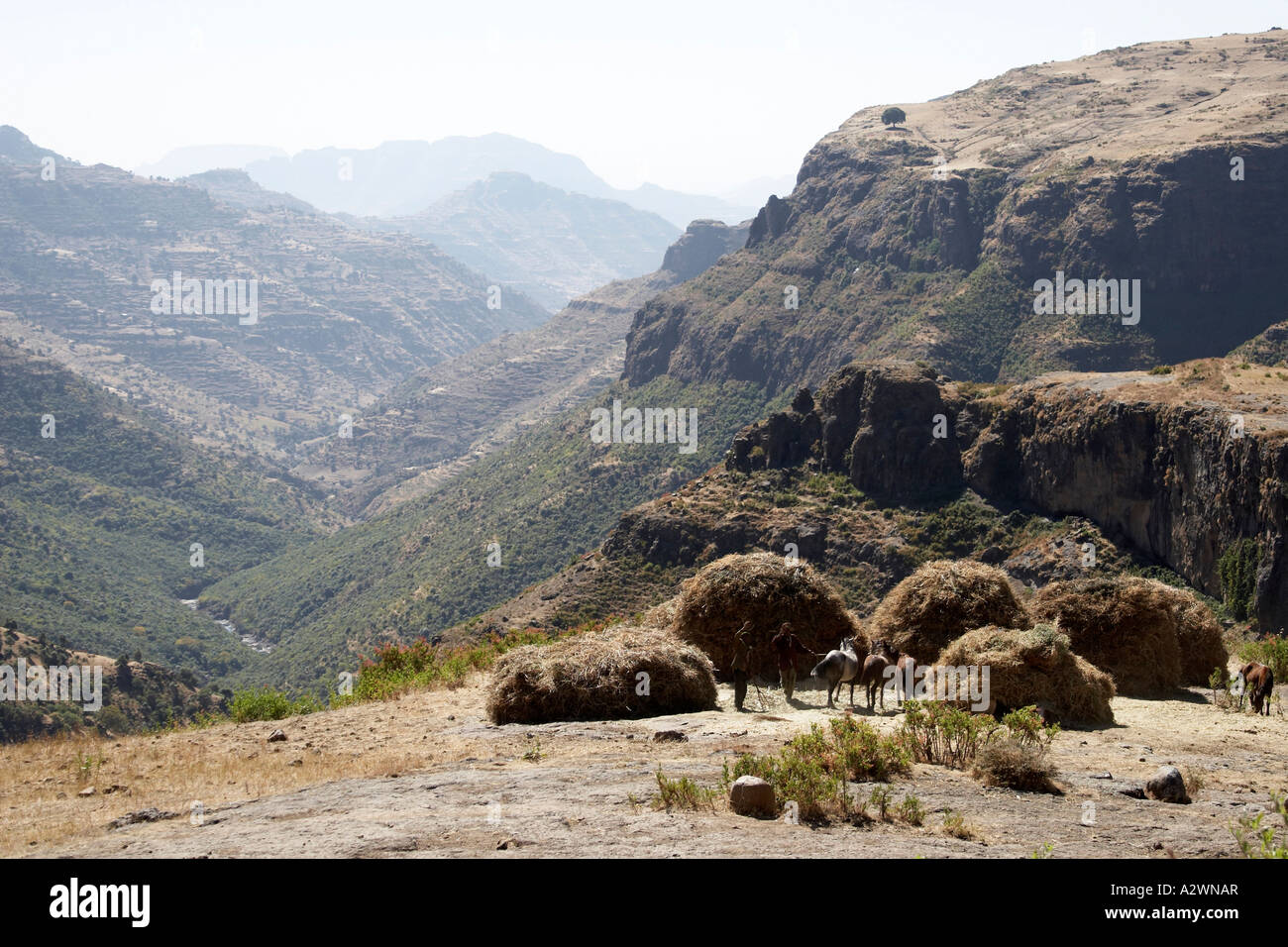 Man threshing barley with hooves of horses in Simien Mountains National ...