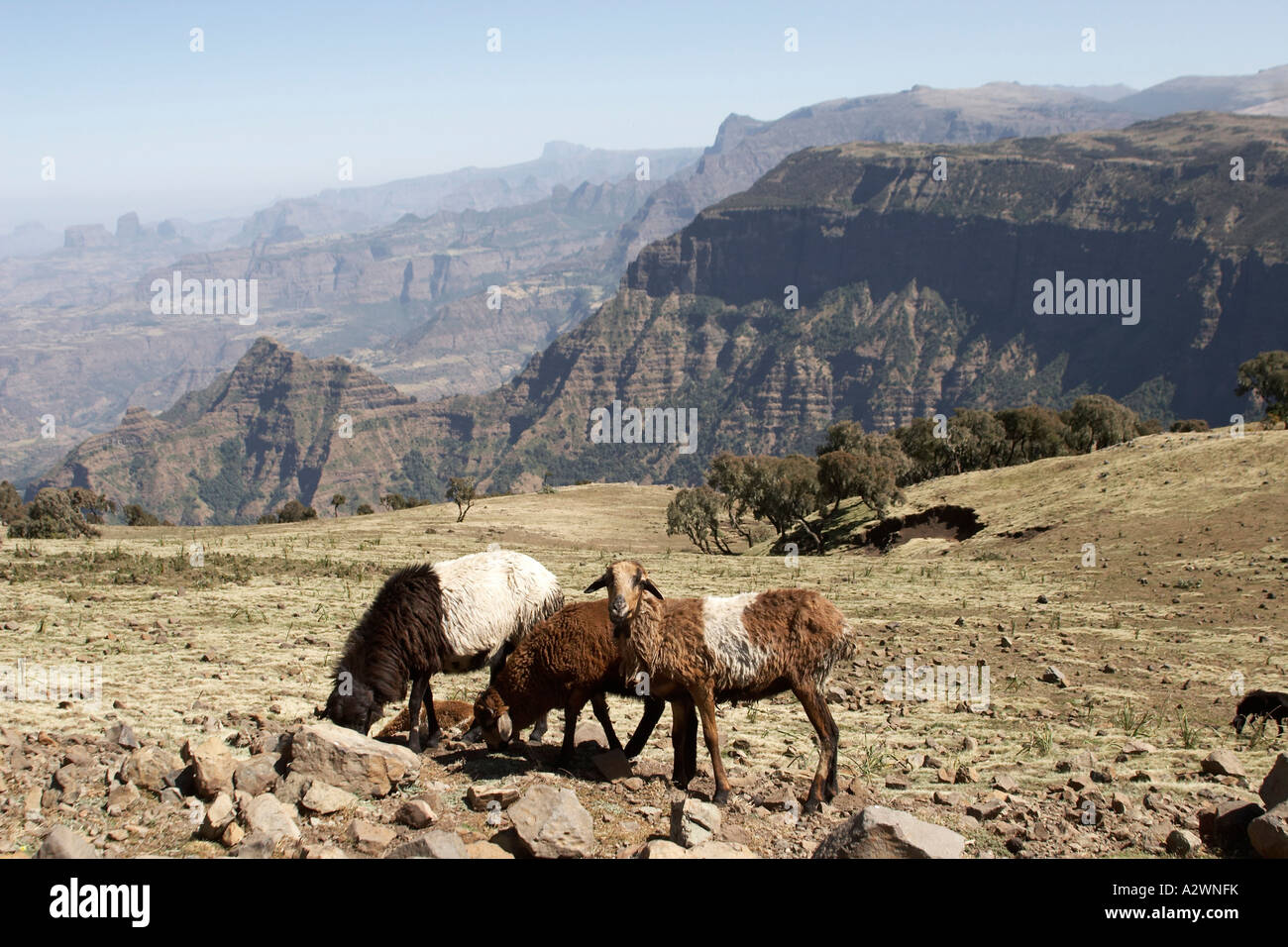 Goats in beautiful dramatic scenic agricultural countryside landscape ...