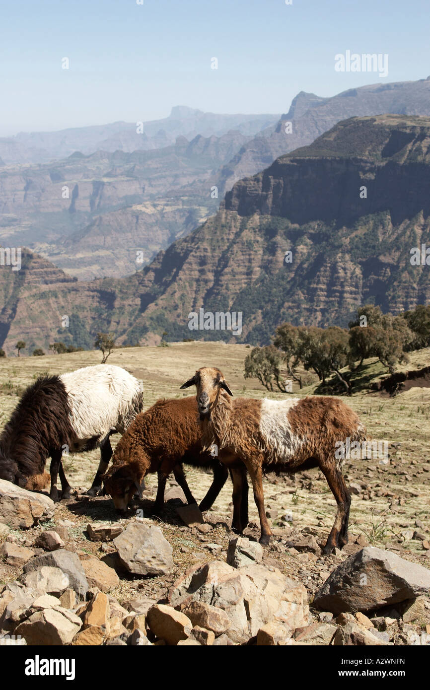 Goats in beautiful dramatic scenic agricultural countryside landscape ...