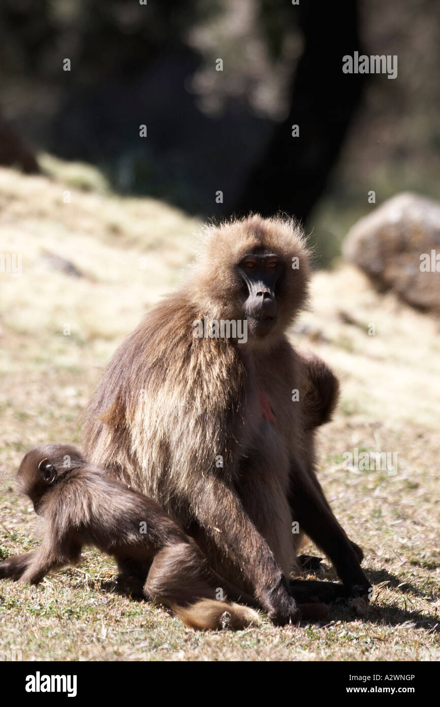 Gelada baboon monkeys Theropithecus gelada mother female and babies in ...