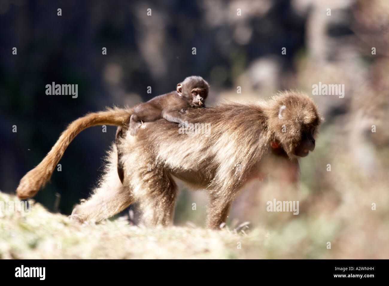 Gelada baboon monkeys Theropithecus gelada mother female and baby on ...