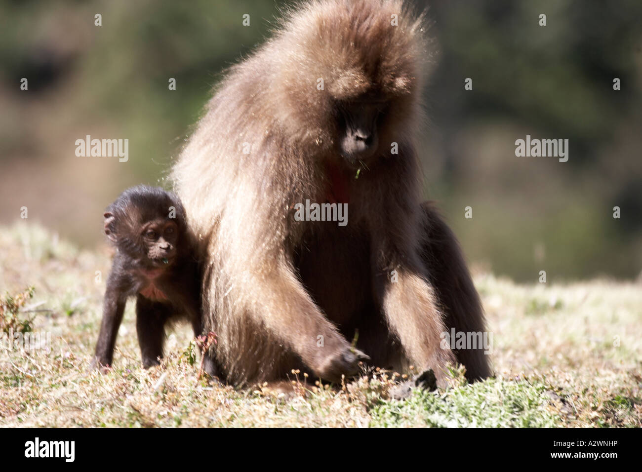 Gelada baboon monkeys Theropithecus gelada mother female and baby in ...