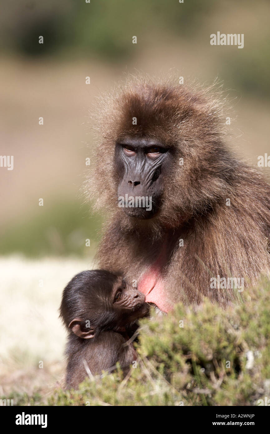 Gelada baboon monkeys Theropithecus gelada mother female teats and baby ...