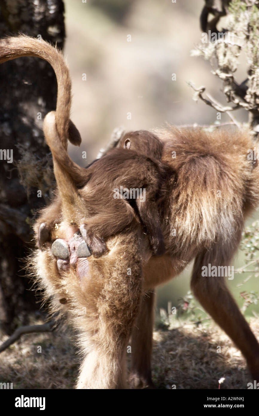 Gelada baboon monkeys Theropithecus gelada mother female walking with ...