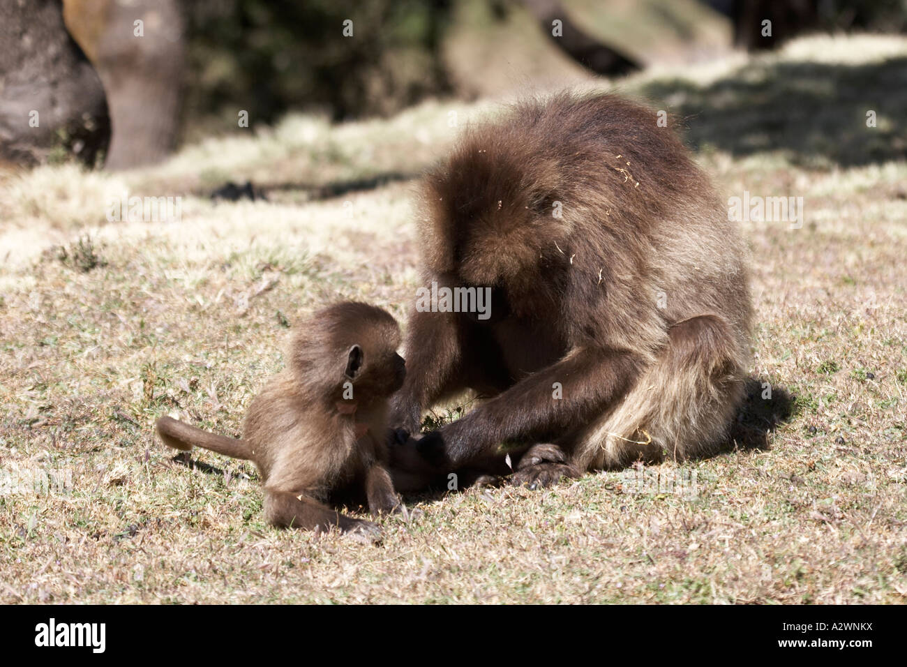 Gelada baboon monkeys Theropithecus gelada mother female and baby in ...