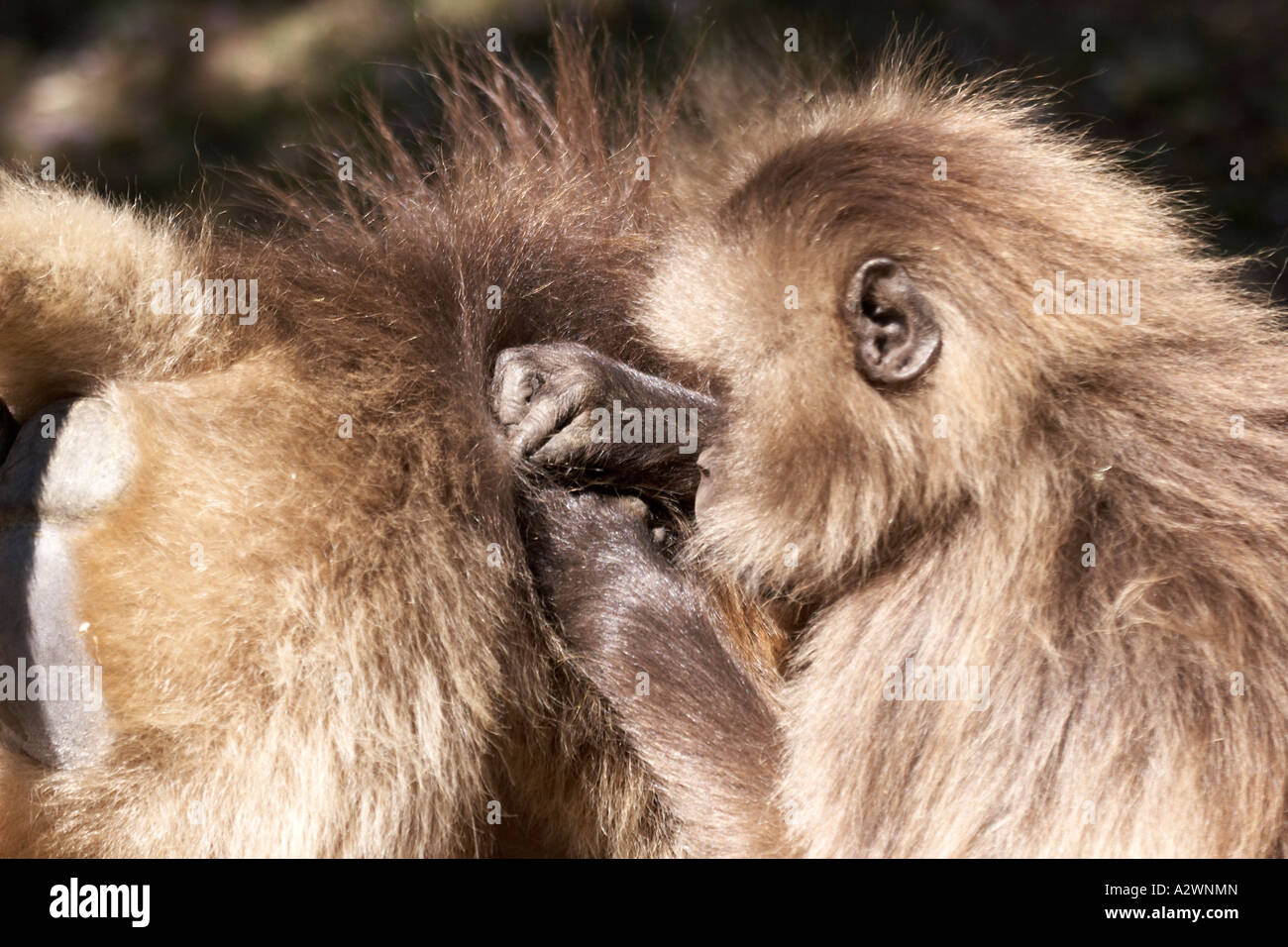 Gelada baboon monkeys Theropithecus gelada One grooming another in ...