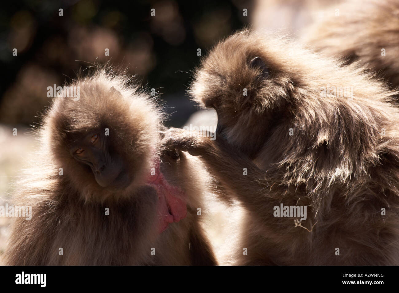 Gelada baboon monkeys Theropithecus gelada One grooming another in ...