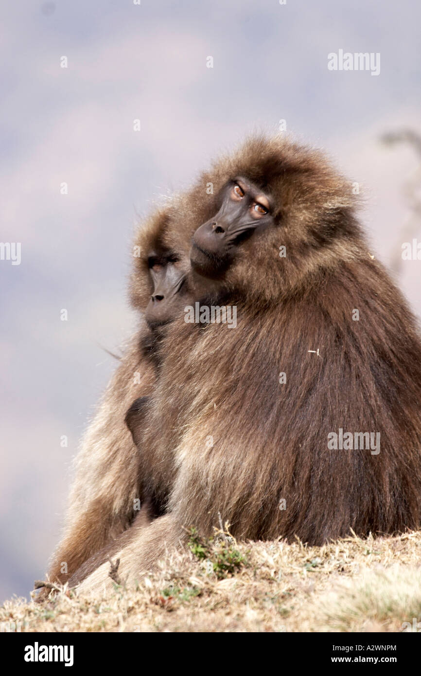 Gelada baboon monkeys Theropithecus gelada in Simien Mountains National ...