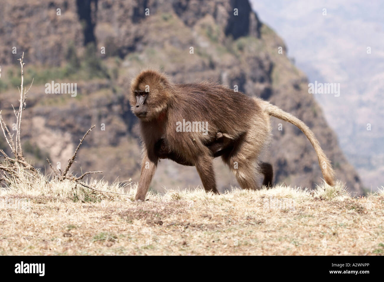 Gelada baboon monkeys Theropithecus gelada mother female walking with ...