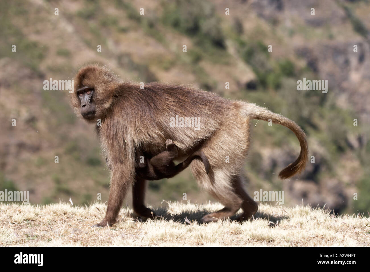 Gelada baboon monkeys Theropithecus gelada mother female walking with ...