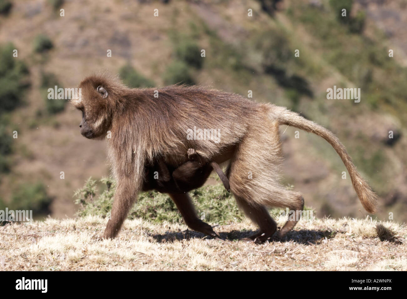 Gelada baboon monkeys Theropithecus gelada mother female walking with ...