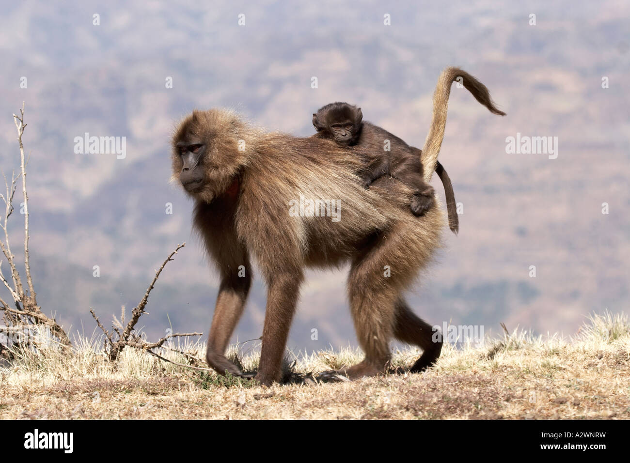 Gelada baboon monkeys Theropithecus gelada mother female walking with ...