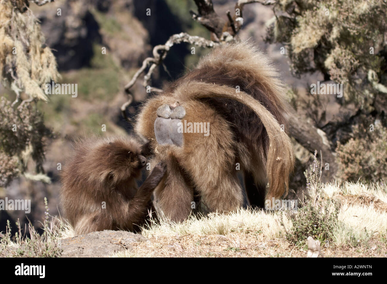 Gelada baboon monkeys Theropithecus gelada grooming a bottom or rear in ...