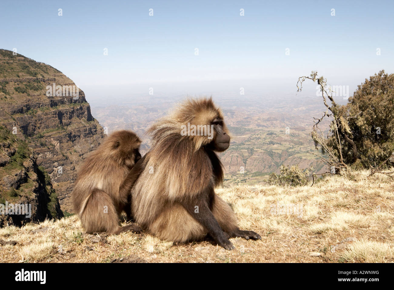 Gelada baboon monkeys Theropithecus gelada sitting on escarpment cliff ...