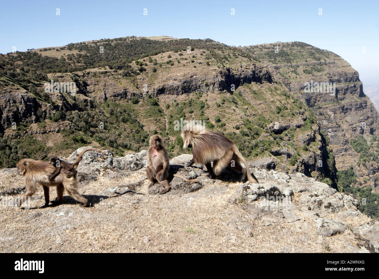 Group of Gelada baboon monkeys Theropithecus gelada on escarpment cliff ...
