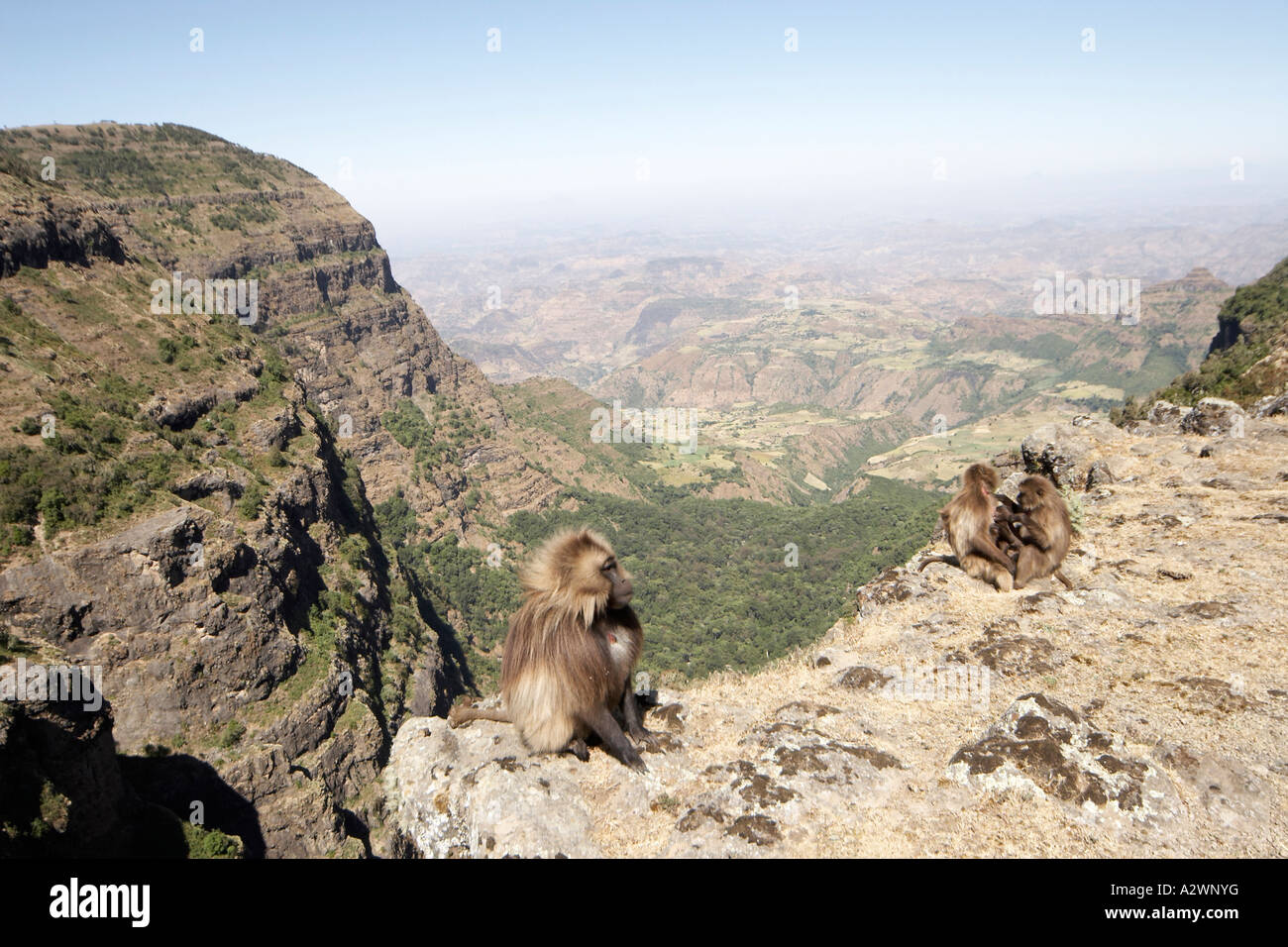 Gelada baboon monkeys Theropithecus gelada sitting on escarpment cliff ...
