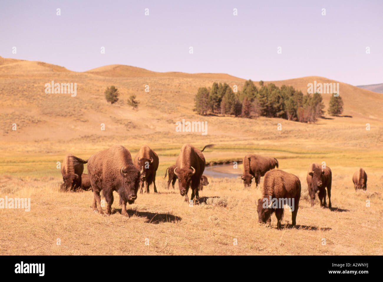 American Bison grazing in the "Hayden Valley" in Yellowstone National ...